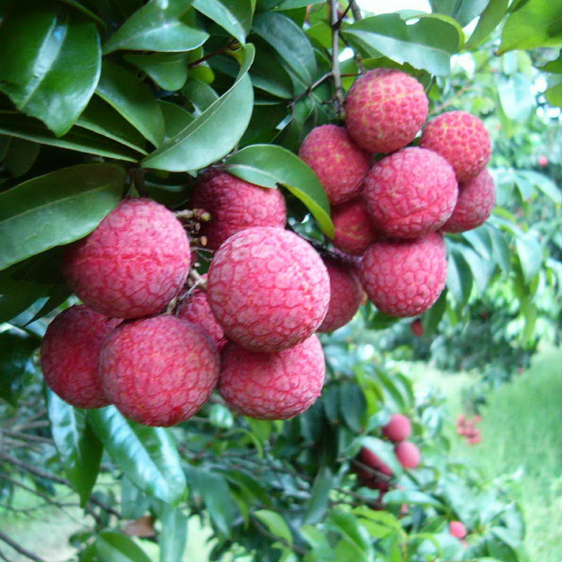 Succulent Plants Lychee Lychy Litchi Seeds, Leechee Fruit Tree Seeds ...