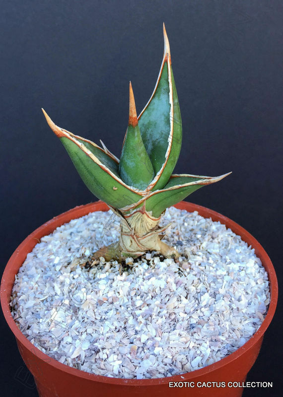 SANSEVIERIA PINGUICULA rare walking snake succulent cactus cacti 4" pot ...
