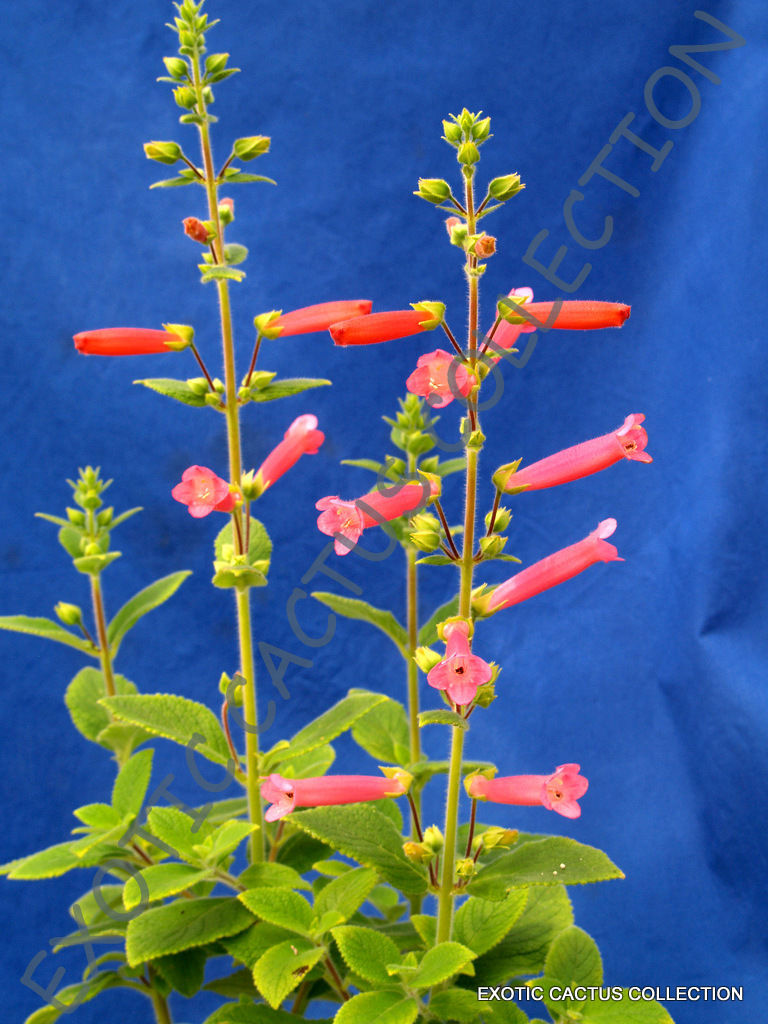 RARE SINNINGIA HYBRID red flowers @j@ exotic flowering succulent seed ...
