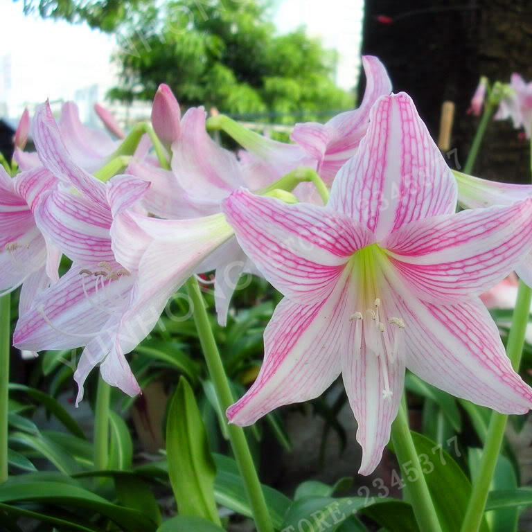 2 Pcs True Pink Hippeastrum Rutilum Bulbs Flower Bulb Rare Flower ...