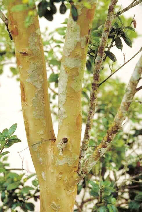 Spanish Stopper Eugenia foetida, Florida native wild tree bonsai seed ...