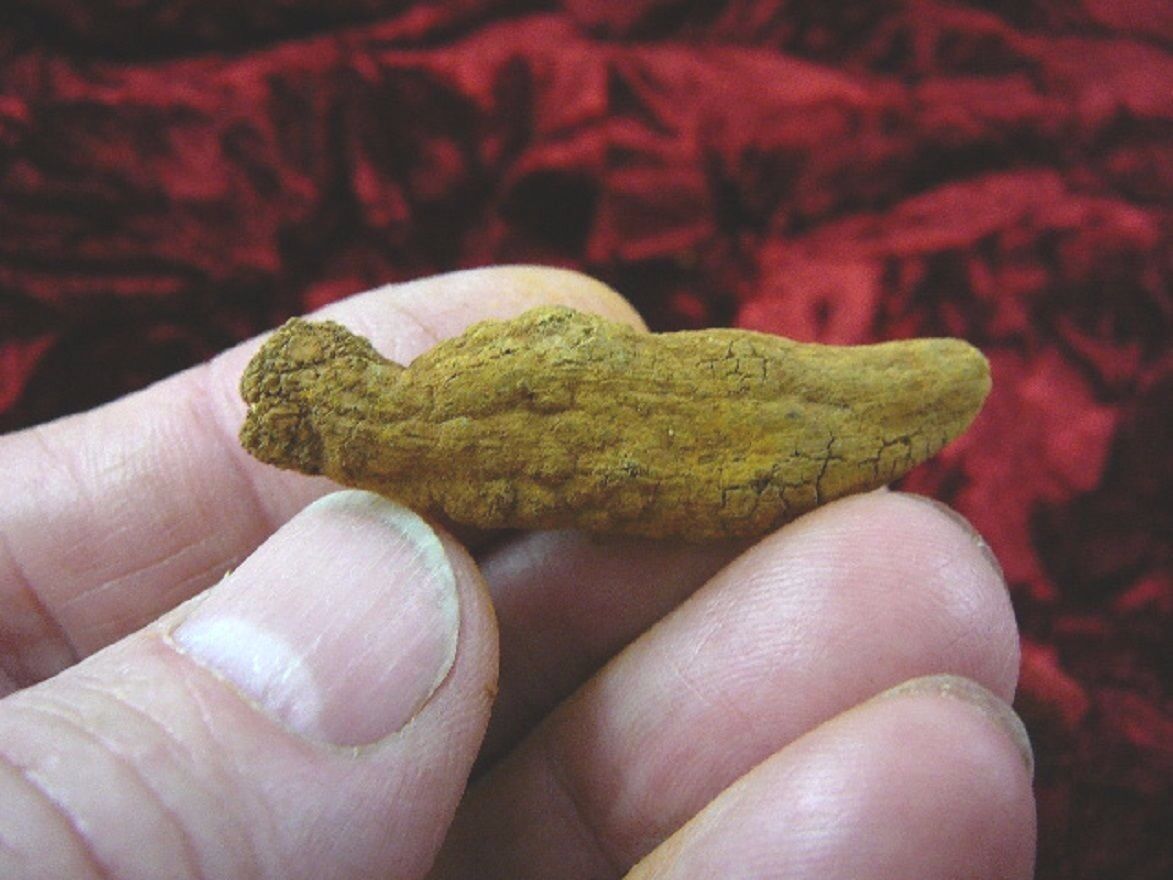 (pp463-9) Genuine Fossil TURTLE POOP Coprolite Washington State DUNG ...