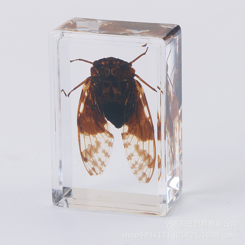 Real Insect Specimen Amber Transparent Resin Observation Box Spider ...