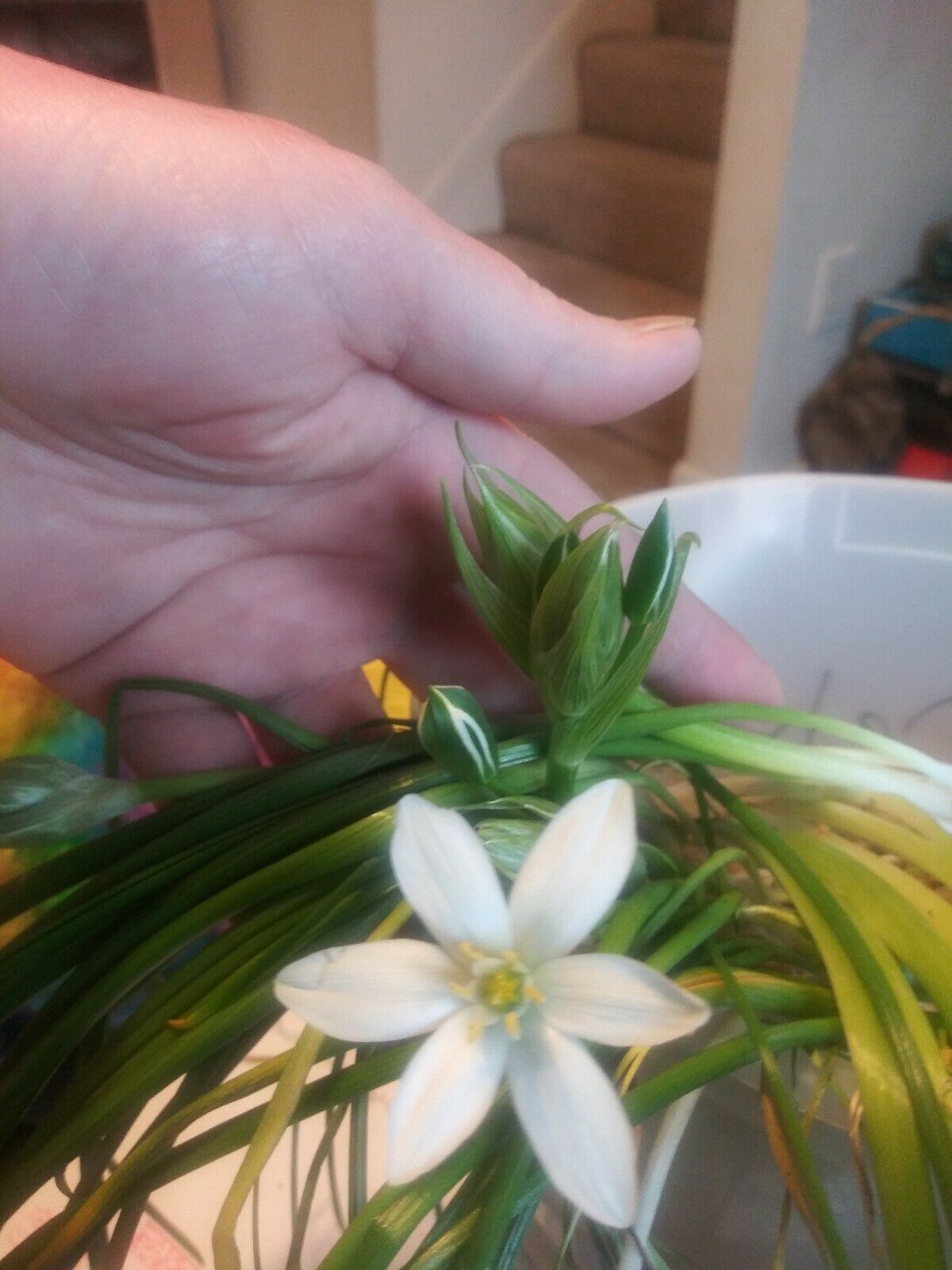 10 Bulbs of Ornithogalum Dubium White, Star of Bethlehem Flower - Seeds ...