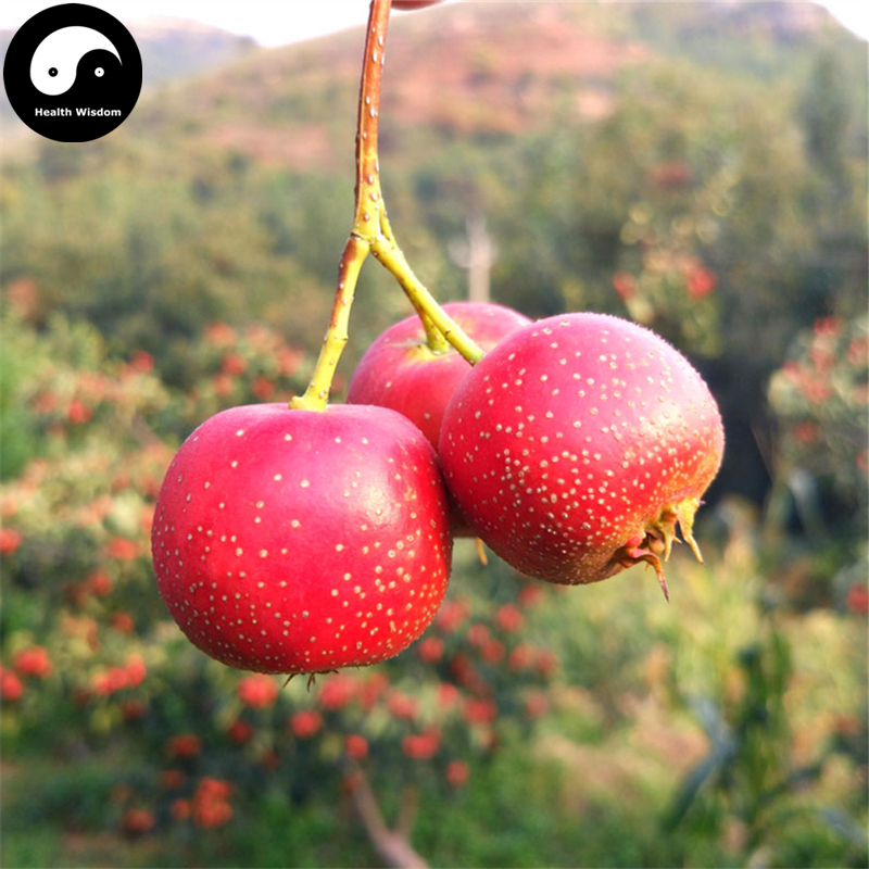 Buy Hawthorn Fruit Tree Seeds 60pcs Plant Hawthorn Berry May Tree For ...