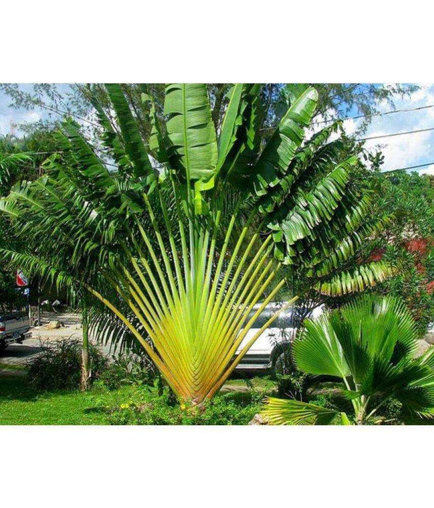 Ravenala Madagascariensis - Home & Garden