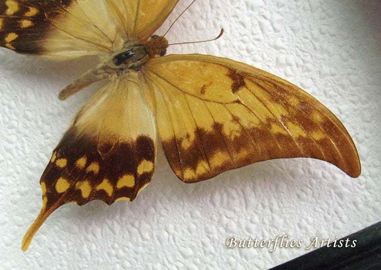 Yellow Gorgon Meandrusa payeni Real Butterfly Entomology Collectible ...