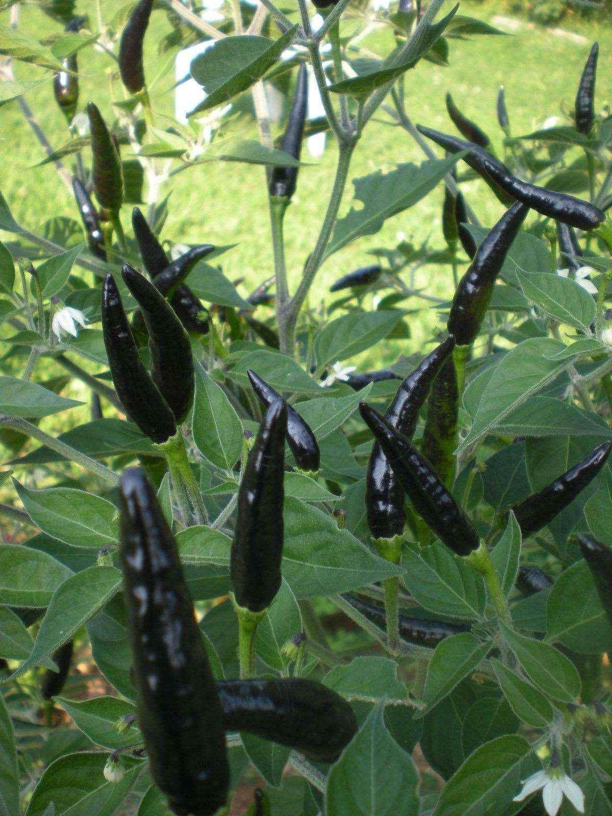 100Seeds RARE BLACK COBRA PEPPER SEEDS! JET BLACK HOT PEPPERS ON FUZZY ...