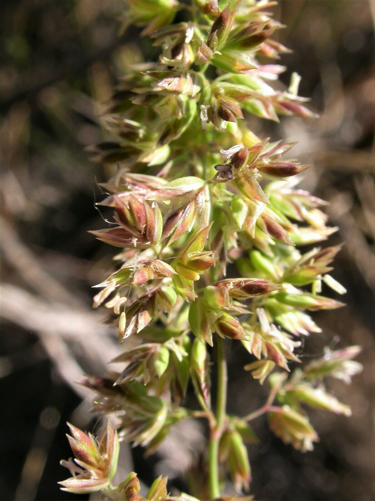 500 Seeds MUTTONGRASS Poa Fendleriana Eragrostis Mutton Grass Bluegrass ...