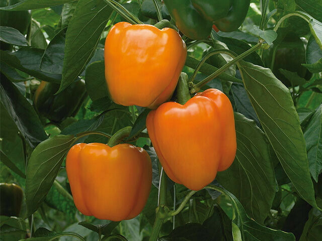 Orange Bell Pepper XL HEIRLOOM 30+seeds Inherited thru 2 Generations100 ...