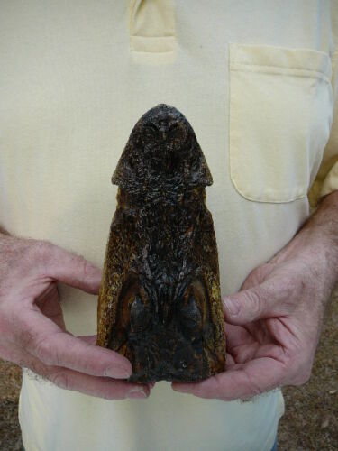 (G-Def-24) Deformed Gator arrow jaw ALLIGATOR Aligator HEAD teeth ...