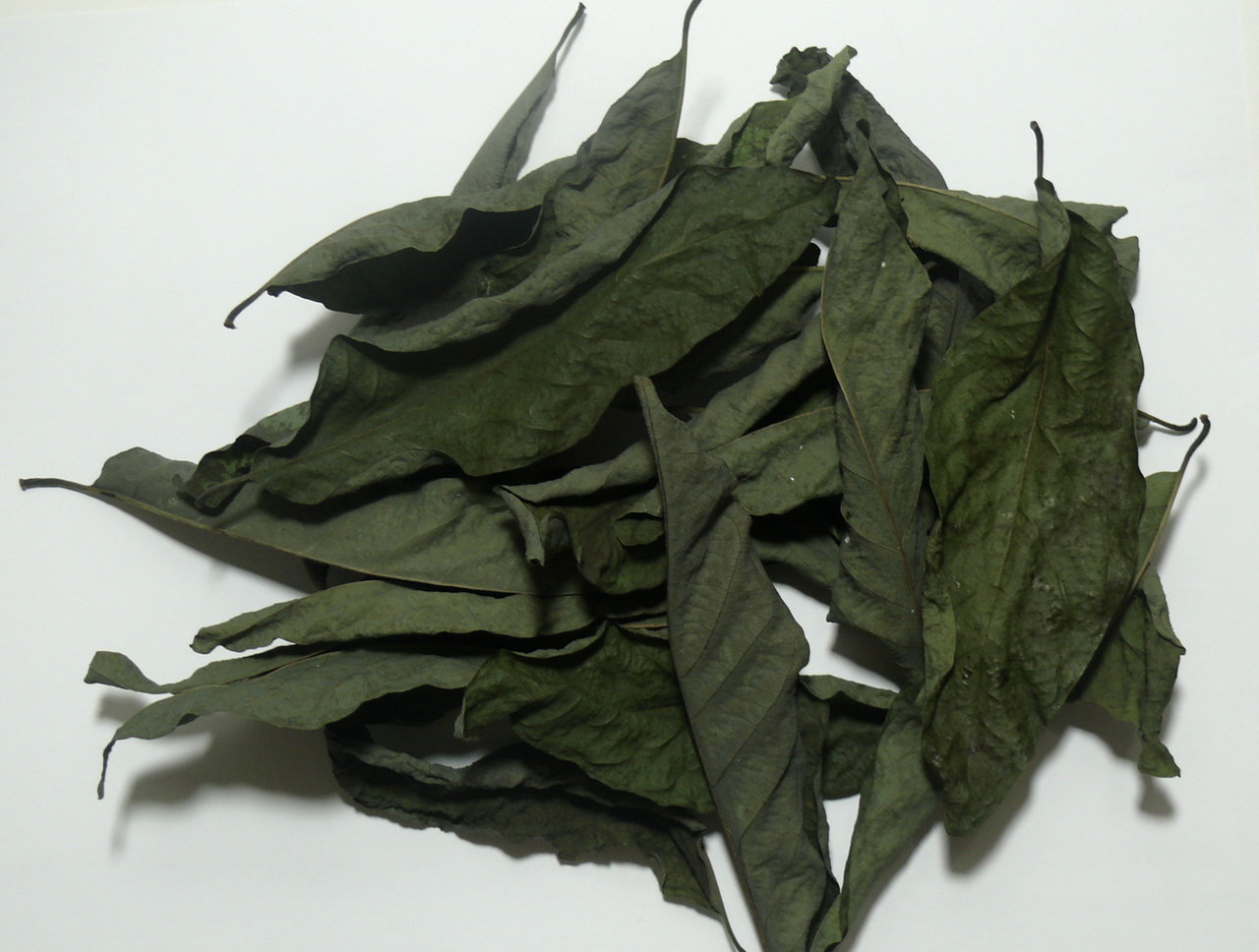 Custard Apple / Atis / Annona squamosa fresh air dried leaves tea 50 ...
