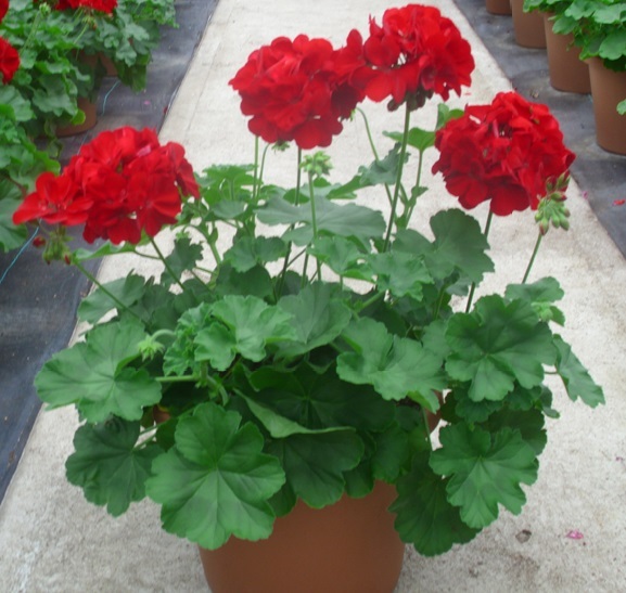 12 Fresh Seeds ~ Bullseye Red Geranium Flower - Annual & Biennial Seeds