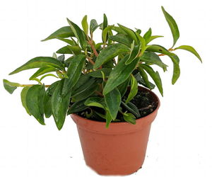 Bonanza :: Find everything but the ordinary